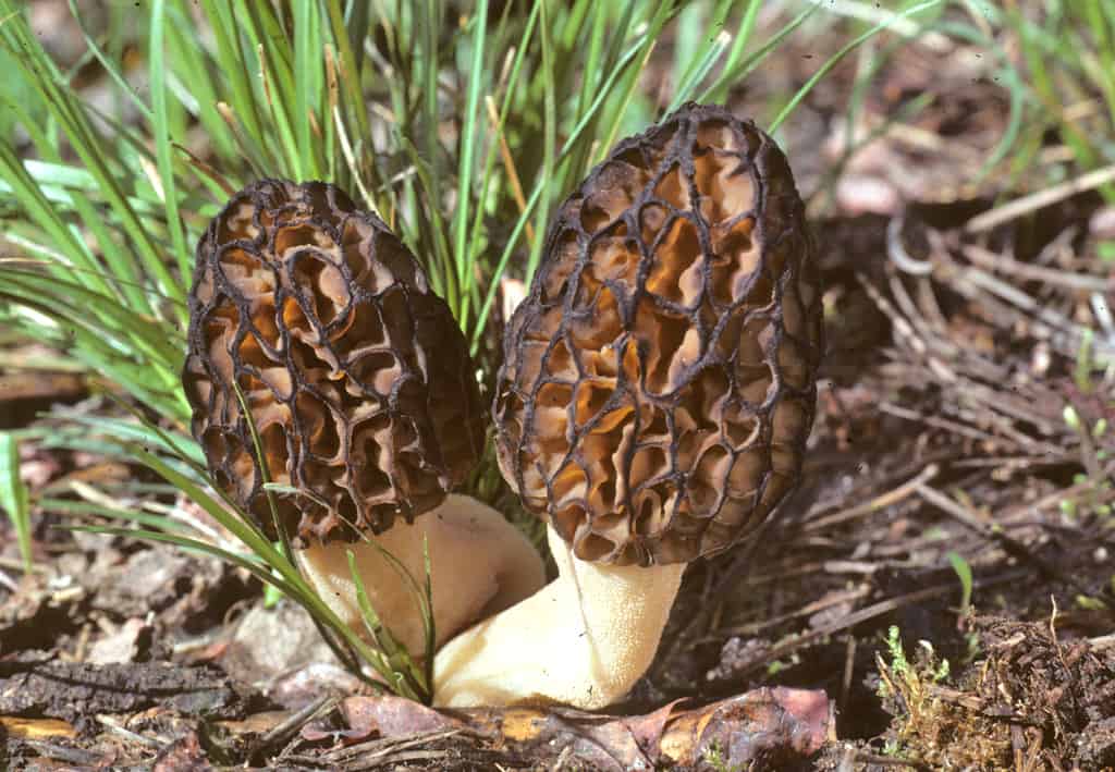 Spring Morel Foray : May 18 2013 – Cascade Mycological Society