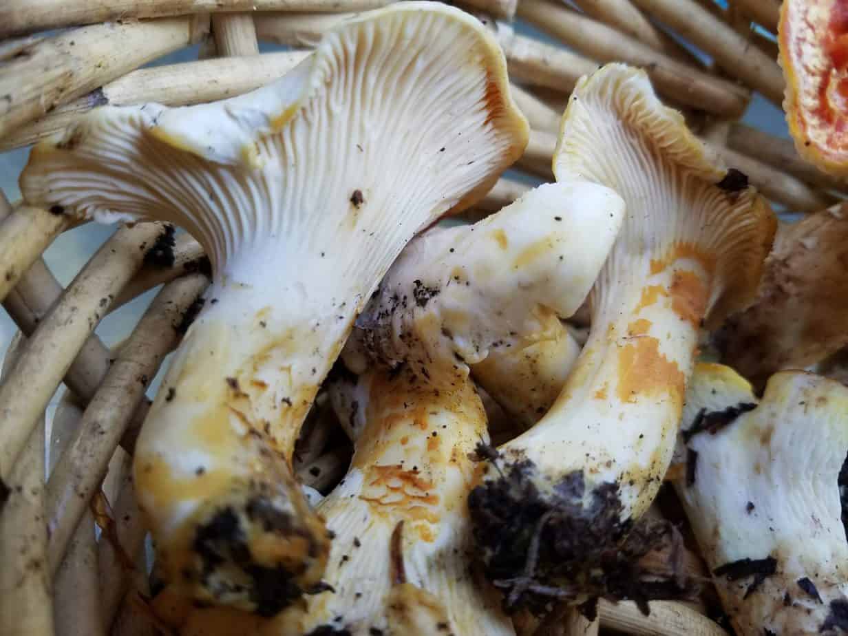 The 2016 Fall Mushroom Season! – Cascade Mycological Society