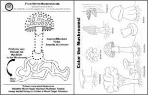 Mushroom Activity Sheets – Cascade Mycological Society