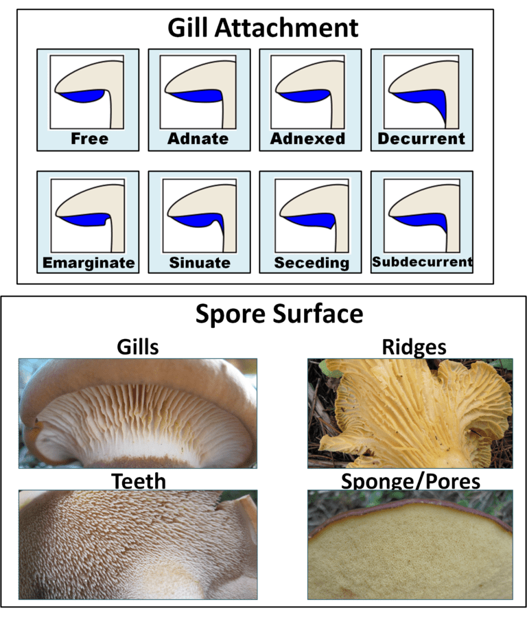 Mushroom ID Help – Cascade Mycological Society