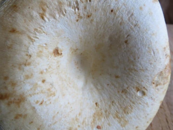 The Truth about Russula brevipes – Cascade Mycological Society