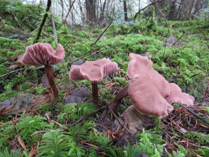 The tough but tasty Laccaria – Cascade Mycological Society
