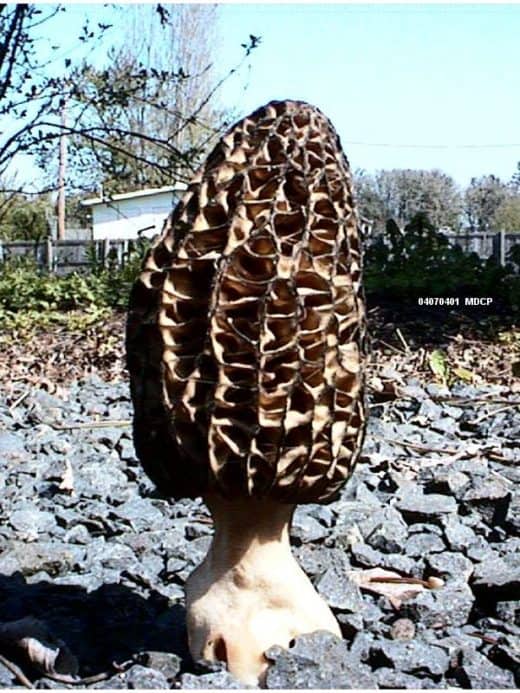 Finally, the secrets to Morel hunting revealed – Cascade Mycological ...