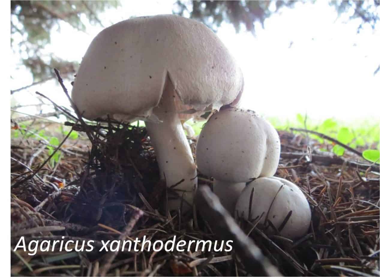 Agaricus subrutilescens – Cascade Mycological Society