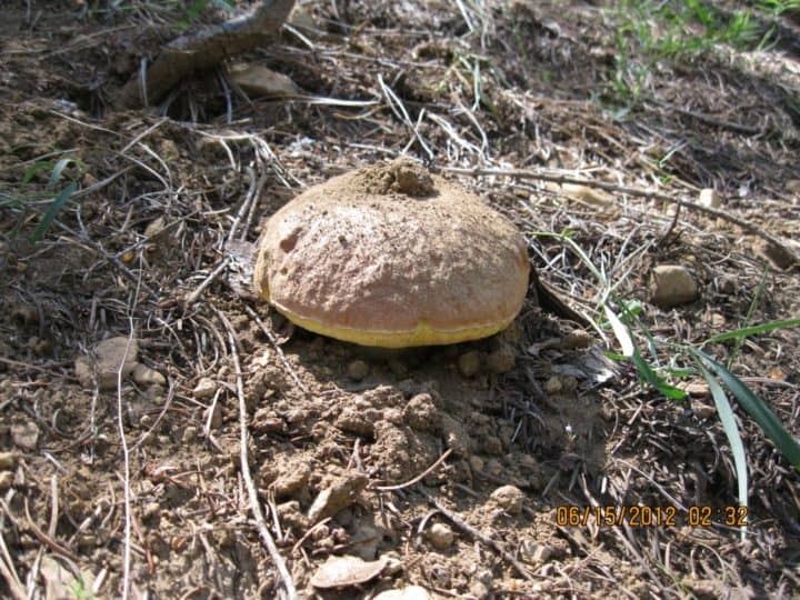 Oregon’s Spring Bolete – Cascade Mycological Society