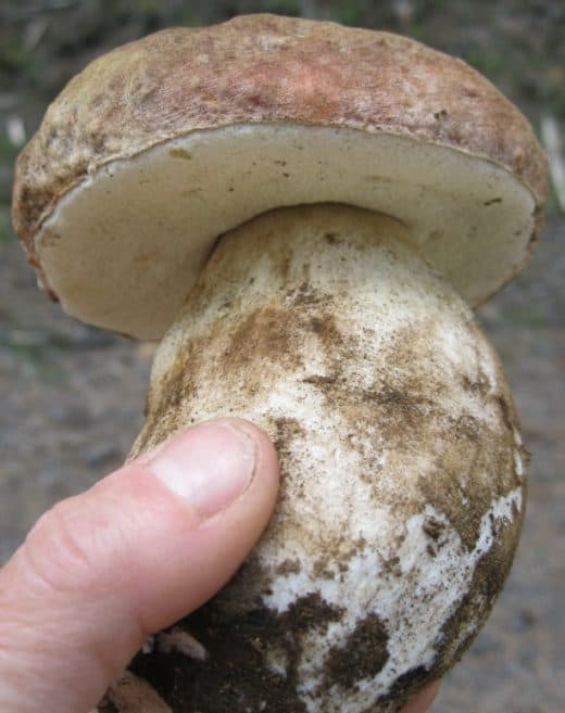 Oregon’s Spring Bolete – Cascade Mycological Society