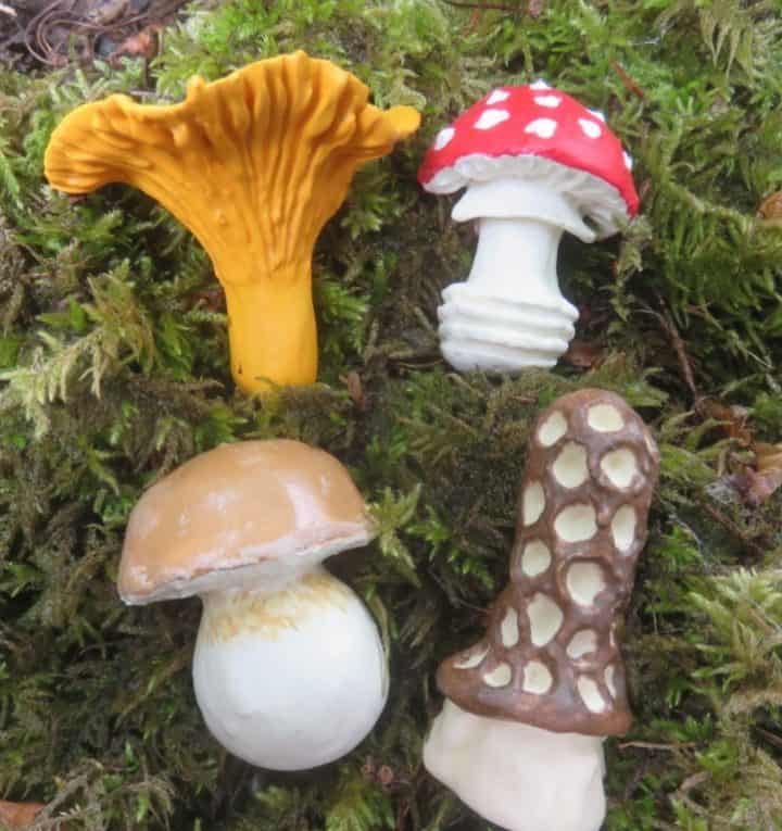 Wild Mushroom Magnets – Cascade Mycological Society
