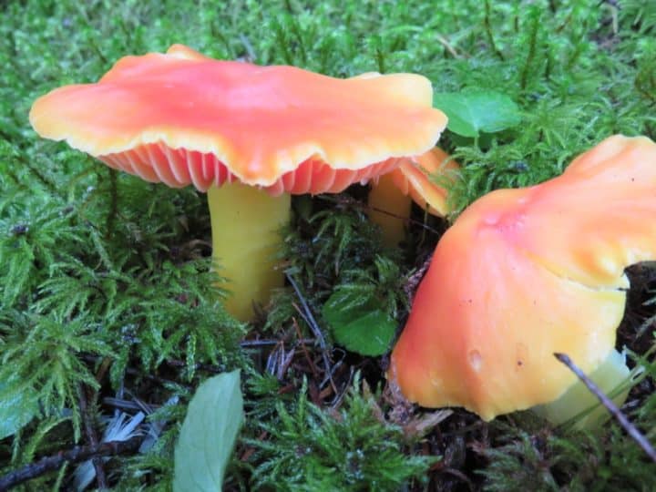 Is that wax on your gills? – Cascade Mycological Society