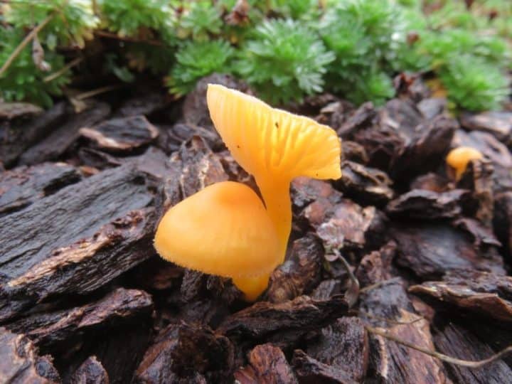 Is that wax on your gills? – Cascade Mycological Society