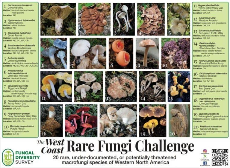 West Coast Rare Fungi – Cascade Mycological Society