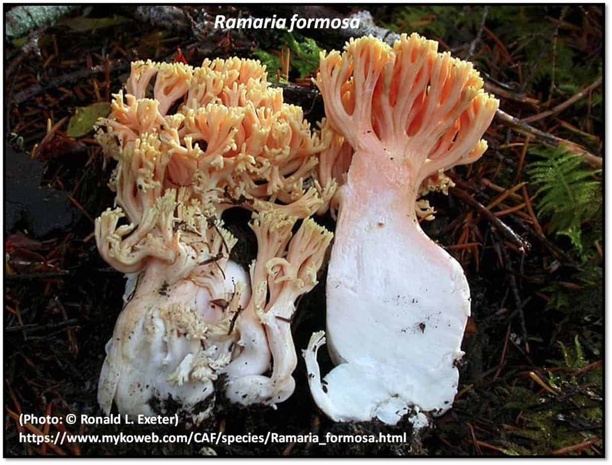 Ramaria Mushrooms – Cascade Mycological Society
