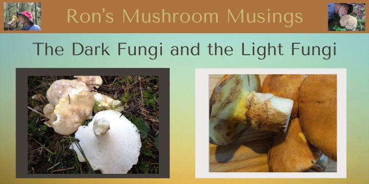 The Dark Fungi and the Light Fungi – Cascade Mycological Society