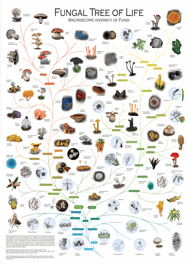 Fungi Education Activities – Cascade Mycological Society
